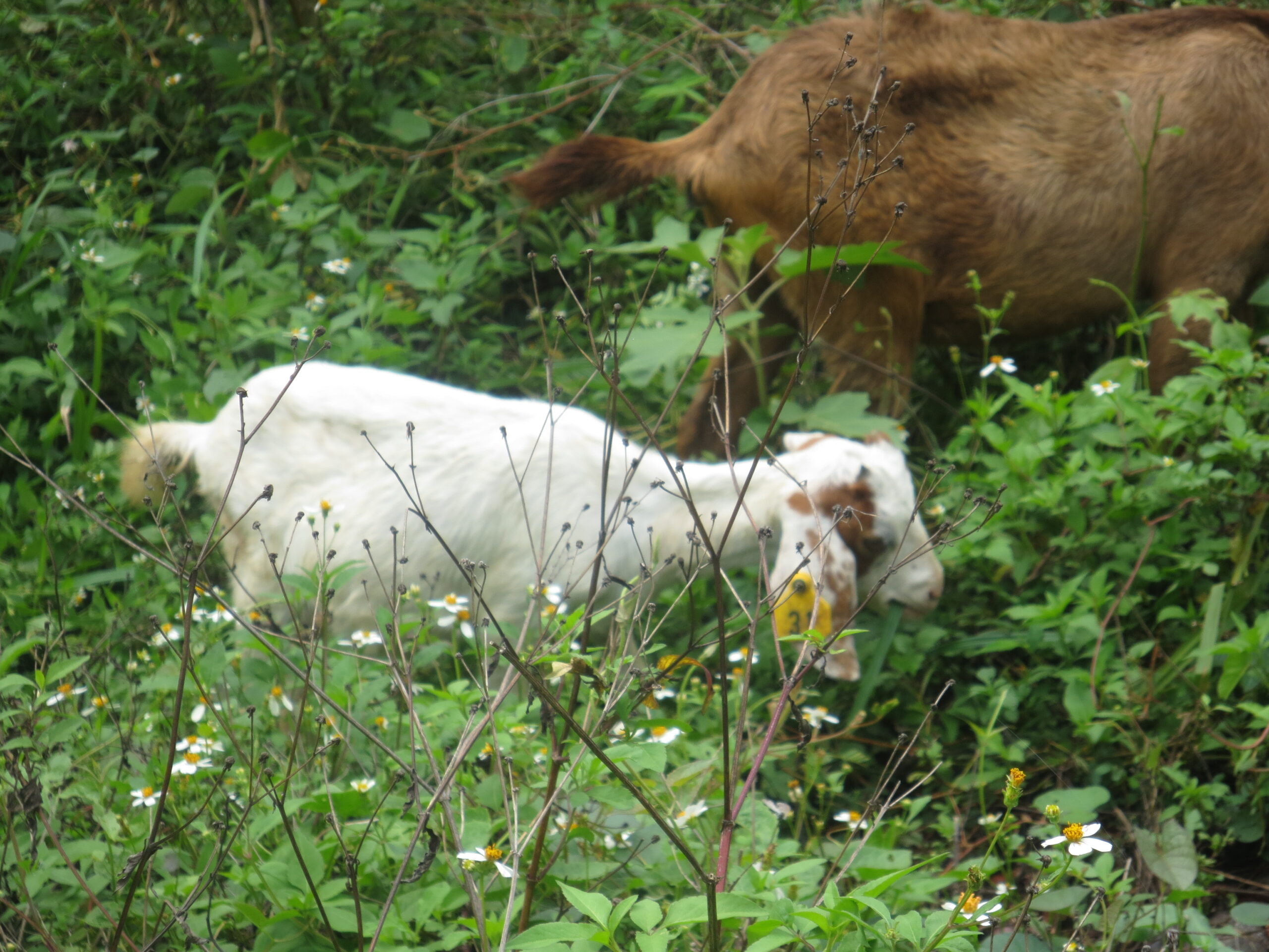 Tuesday in Jamaica: goats, cold showers and plantains – Rhythms of ...